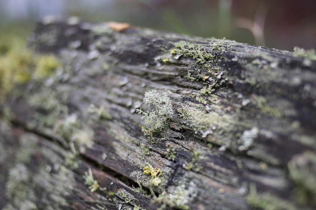 The positive and negative effects of rain on cedar roofs
